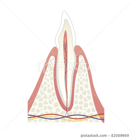 Illustration of internal structure of teeth - Stock Illustration ...