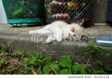 Cute Tired Animals
