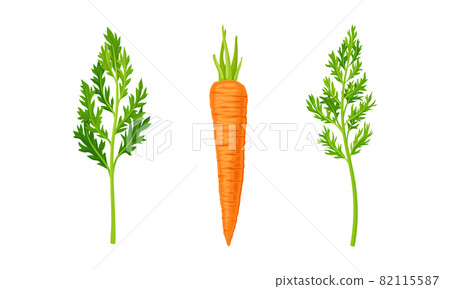 Carrot Top Vector