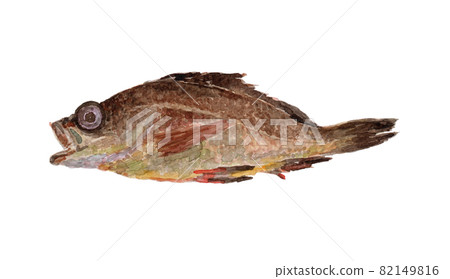 Sebastes inermis watercolor illustration of... - Stock Illustration ...
