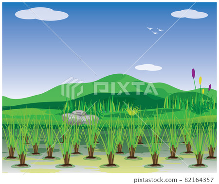 rice plant in paddy field vector design - Stock Illustration [82164357 ...