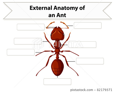 External Anatomy of an ant worksheet - Stock Illustration [82179371 ...