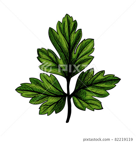 Parsley Icon - Stock Illustration [82219119] - PIXTA