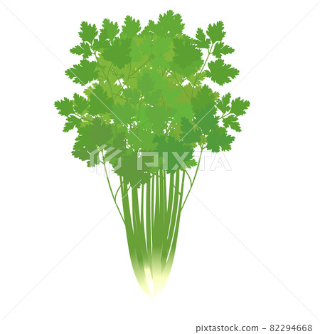 Pakuchi coriander herbs - Stock Illustration [82294668] - PIXTA
