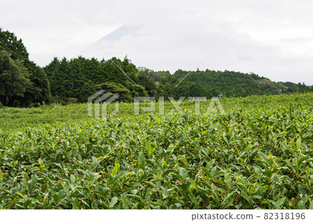 Autumn of tea plantations in Obuchi Sasaba,... - Stock Photo [82318196 ...