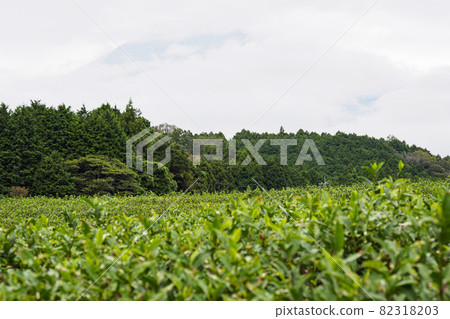 Autumn of tea plantations in Obuchi Sasaba,... - Stock Photo [82318203 ...
