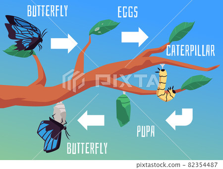 Butterfly life evolution and metamorphosis... - Stock Illustration ...
