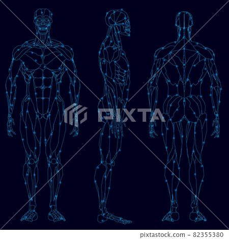 Set with the contours of the muscular structure...-插圖素材 [82355380 ...