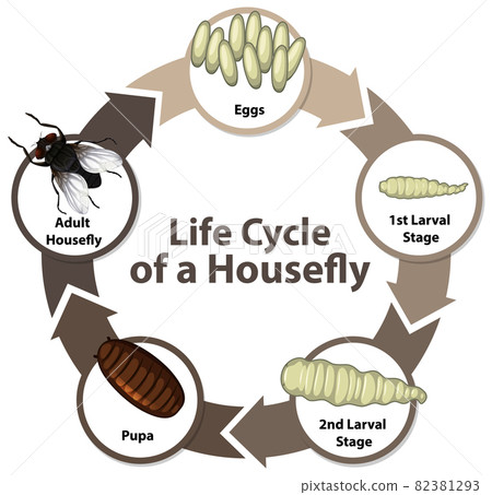Life Cycle Of A Fly Drawing