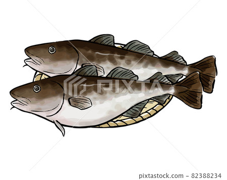 Hand-painted watercolor-style cod - Stock Illustration [82388234] - PIXTA