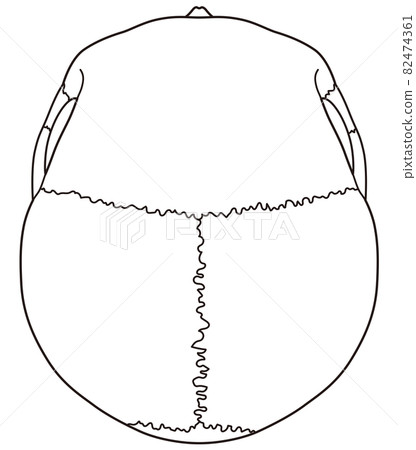 Skull seen from above Top surface Bone of the head - Stock Illustration ...