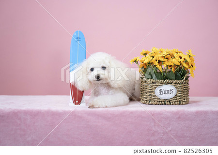 Pink back, mini surfboard, sunflower and toy... - Stock Photo [82526305 ...