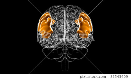 Brain angular gyrus Anatomy For Medical Concept 3D-插圖素材 [82545409 ...