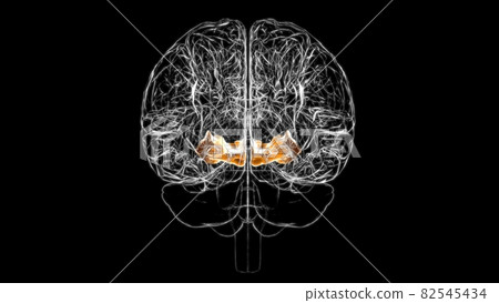 Brain Orbital gyrus Anatomy For Medical Concept 3D - Stock Illustration ...