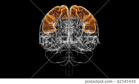Brain postcentral gyrus Anatomy For Medical... - Stock Illustration ...