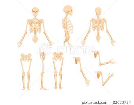 Parts of human skeleton. Upper part with skull... - Stock Illustration ...