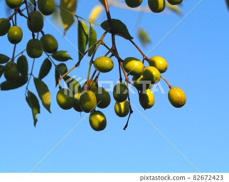 Close-up of Chinaberry fruit (Chinaberry fruit... - Stock Photo ...