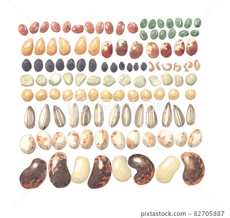 Watercolor: Seeds - Stock Illustration [82705887] - PIXTA