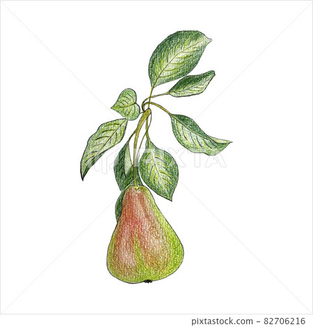 Pear branch with fruit and leaves, color... - Stock Illustration ...