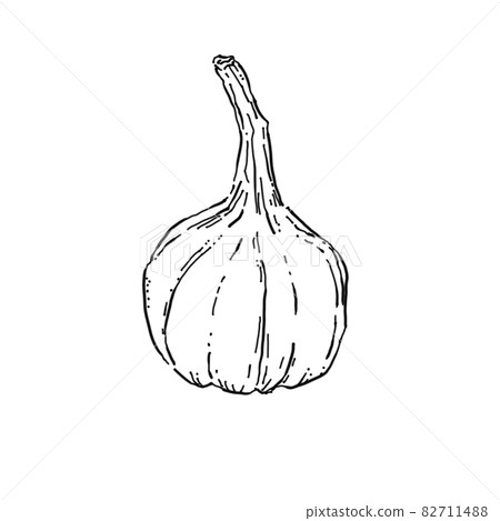 Garlic pen drawing cut illustration - Stock Illustration [82711488] - PIXTA
