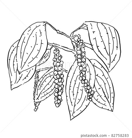 Pepper pen drawing cut illustration - Stock Illustration [82758283] - PIXTA