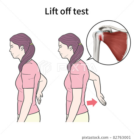 yoke, shoulder - Stock Illustration [82763001] - PIXTA