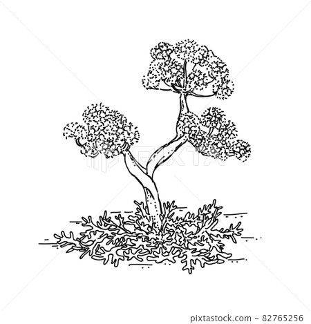 Asafoetida pen drawing cut illustration - Stock Illustration [82765256 ...