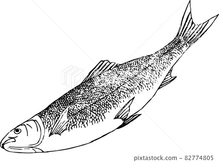 Fish: Japanese dace - Stock Illustration [82774805] - PIXTA