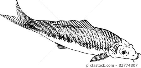 Fish: Barbel steed - Stock Illustration [82774807] - PIXTA