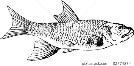 Fish: Hass - Stock Illustration [82774874] - PIXTA