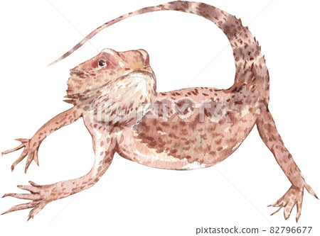 Baby Bearded Dragon Drawing