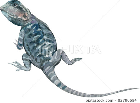 bearded dragon watercolor - Stock Illustration [82796684] - PIXTA