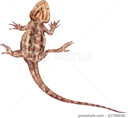 bearded dragon watercolor - Stock Illustration [82796690] - PIXTA