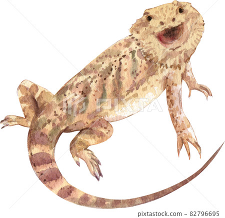 bearded dragon watercolor - Stock Illustration [82796695] - PIXTA