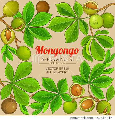 mongongo vector frame on color background - Stock Illustration ...