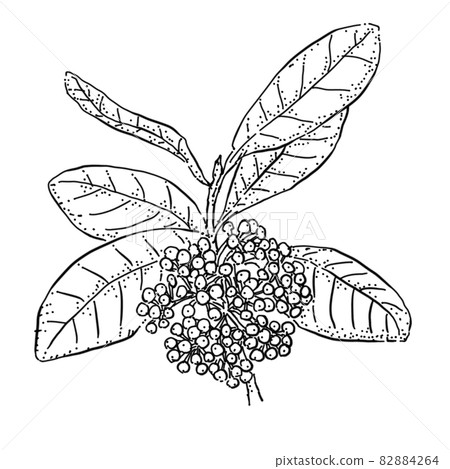 Pen drawing cut illustration of all spice fruit - Stock Illustration ...