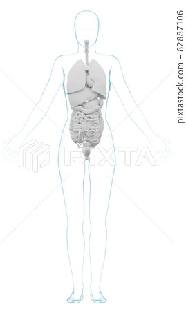 Human body CG Drawing the entire internal... - Stock Illustration ...