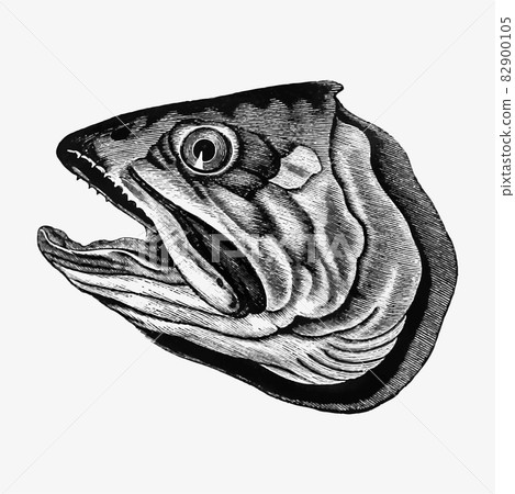 Cut fish head - Stock Illustration [82900105] - PIXTA