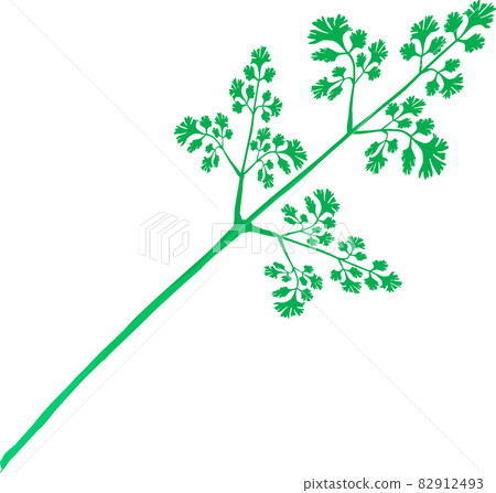 Pakuchi (coriander) handwritten - Stock Illustration [82912493] - PIXTA