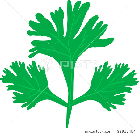 Pakuchi (coriander) leaves - Stock Illustration [82912494] - PIXTA