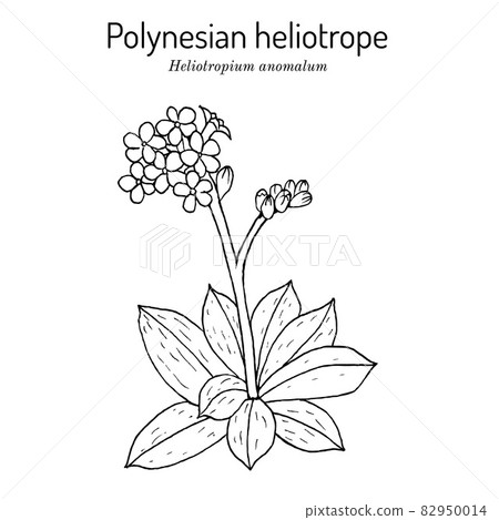 Heliotrope Plant Drawing