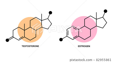 Testosterone and estrogen-插圖素材 [82955861] - PIXTA圖庫