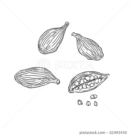 Cardamom pen drawing cut illustration - Stock Illustration [82993430 ...