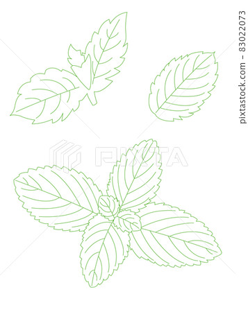 Mentha line drawing illustration - Stock Illustration [83022073] - PIXTA