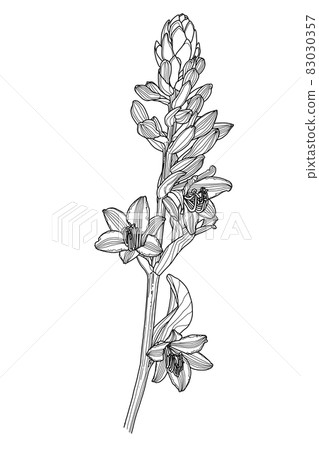 Linear drawing of hosta flower with leaves and... - Stock Illustration ...