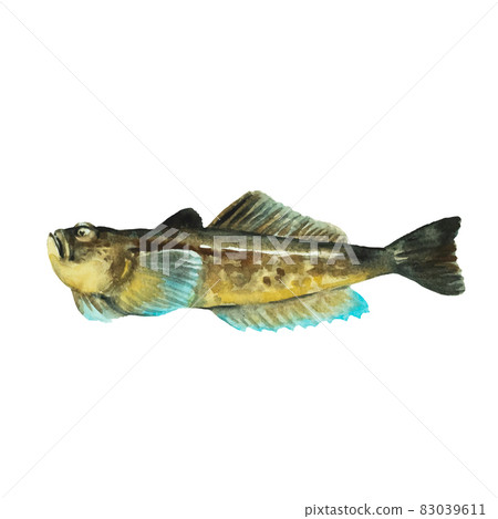 Stargazer fish isolated on white background.... - Stock Illustration ...