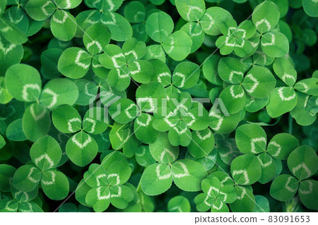 clover leaves full screen - Stock Illustration [83091653] - PIXTA