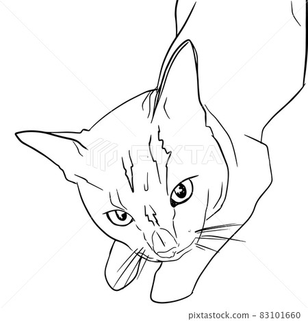 Top view sketch cat - Stock Illustration [83101660] - PIXTA