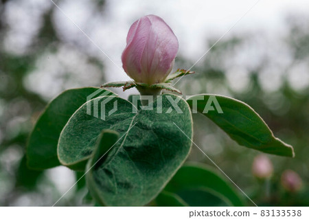 Flower of dog-rose Rosa canina growing in nature - Stock Photo ...