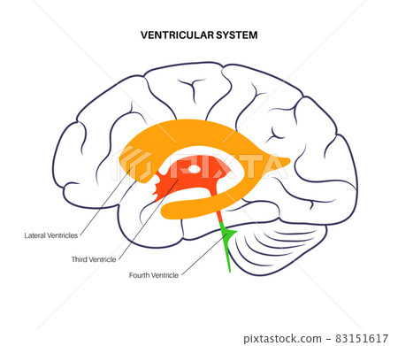 Ventricular system anatomy - Stock Illustration [83151617] - PIXTA